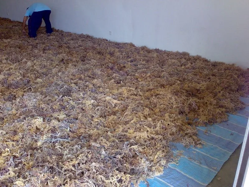 Eucheuma cottonii,Cameroon Eucheuma cottonii price supplier - 21food