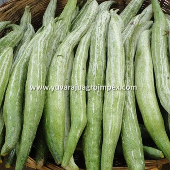 Fresh Snake Gourd/padavalanga/chichinga/pudalangai/padwal/paddulkai ...