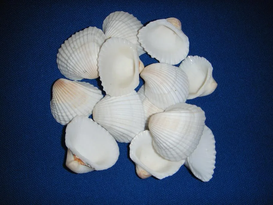 Custom Made Natural Cowrie Shells In Assorted Shapes And Sizes Suitable ...