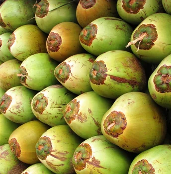 Fresh Baby Coconut - Buy Cheap Fresh Coconuts Product on Alibaba.com