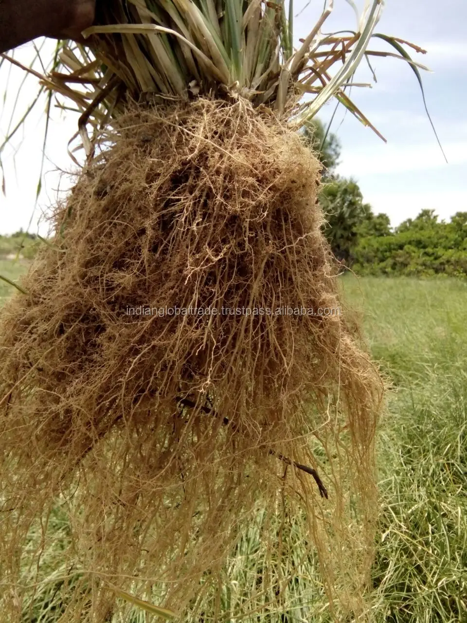 Vetiver Essential Oil - Indian Global Trade | Vetiver Oil From India ...