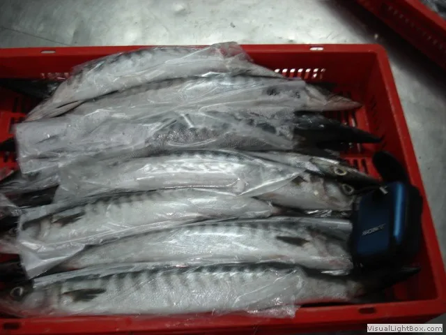 Frozen Barracuda Fish - Buy Frozen Barracuda Fish,Frozen Whole ...