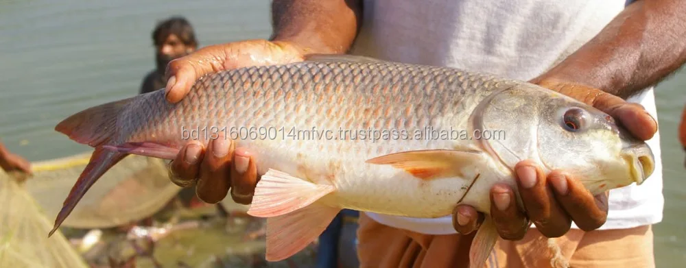 New Arrival Fresh Water Rohu Fish - Buy Rohu Fish Fillet,Rohu Fish ...