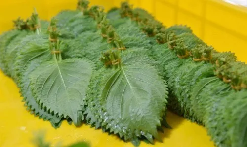 Dried Perilla - Green Shiso - Premium Quality & Long Shelf Life