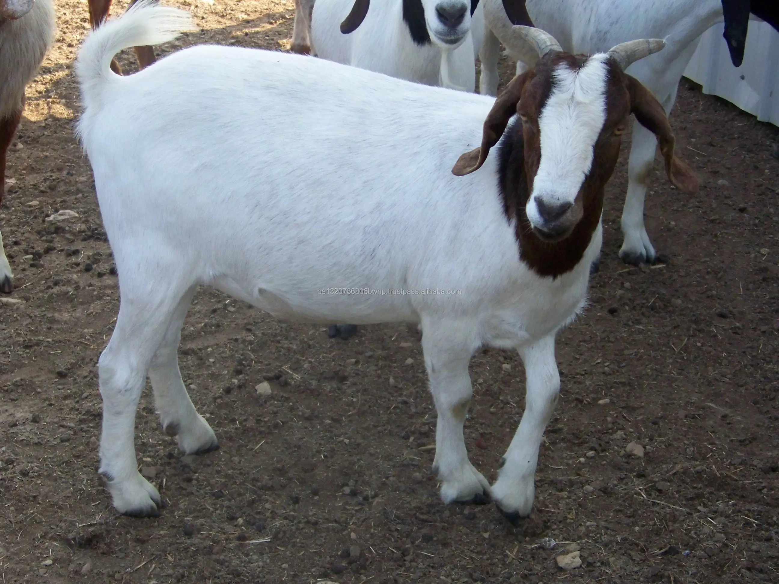 100% Pureblood Pure Bred Boar Goats For Sale - Buy Pureblood Alive Boer ...