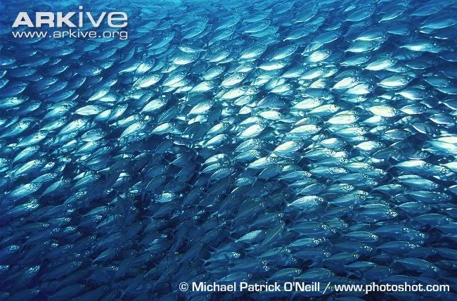 Dried Yellow Fish - Yellowstripe Scad for Sale by Viet Delta