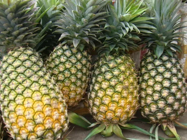 Queen Victoria Pineapple - Fresh Md2 Pineapple - Gold Pineapple