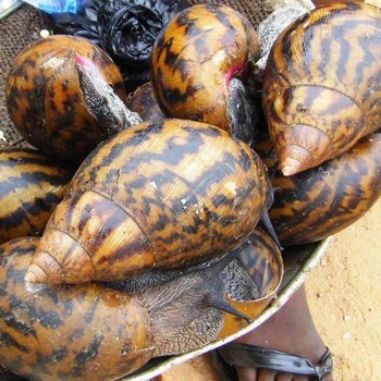 Live Giant African Snails /dried And Frozen Snails For Sale - Buy Giant ...
