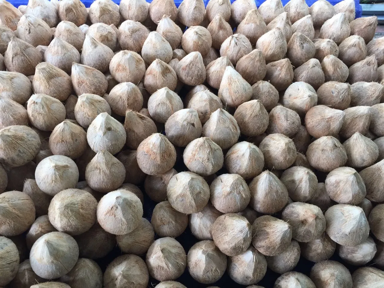 PEEL FRESH COCONUT/ COCONUT JUICE/ COCONUT FRUIT - WHATSAPP ...