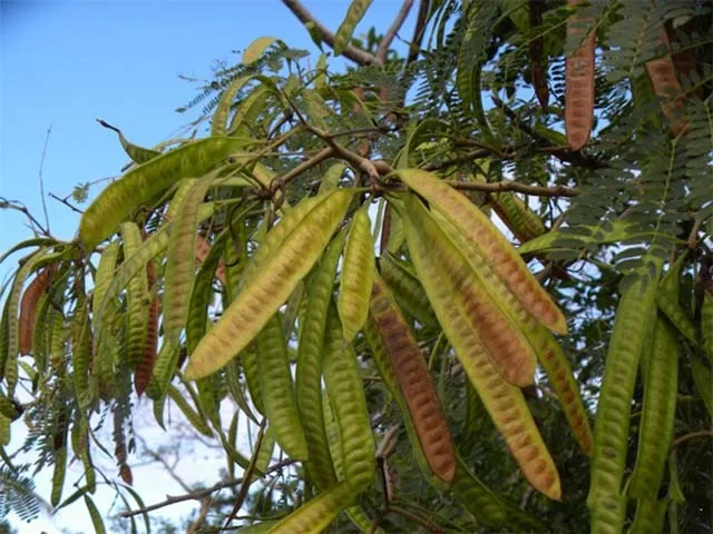 Natural Organic Dried Gleditsiae/ Fructus Gleditschiae For Hair - Buy Dried Gleditsiae,Fructus ...