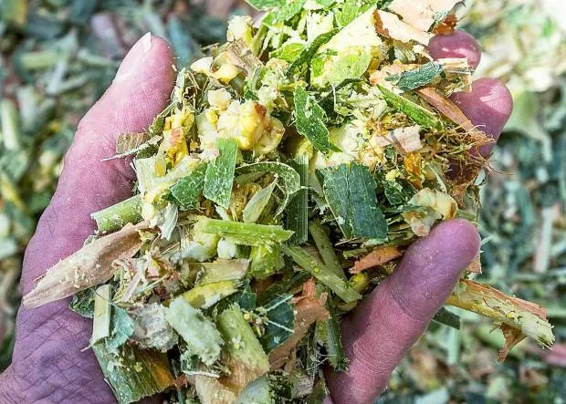 SILAGE CORN STALKS for CATTLE FEED - DEHYDRATED HAY