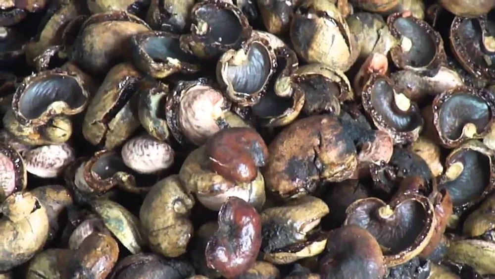 Cashew Husk Powder For Animal Feed/ Agricultural Waste - Buy Cashew ...