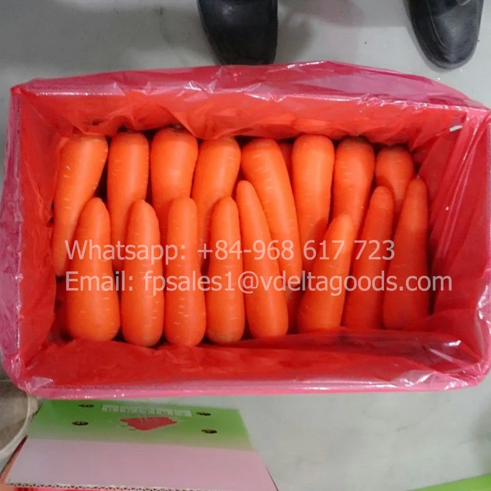 Vietnam Fresh Carrots - Global GAP Certified Export Standard