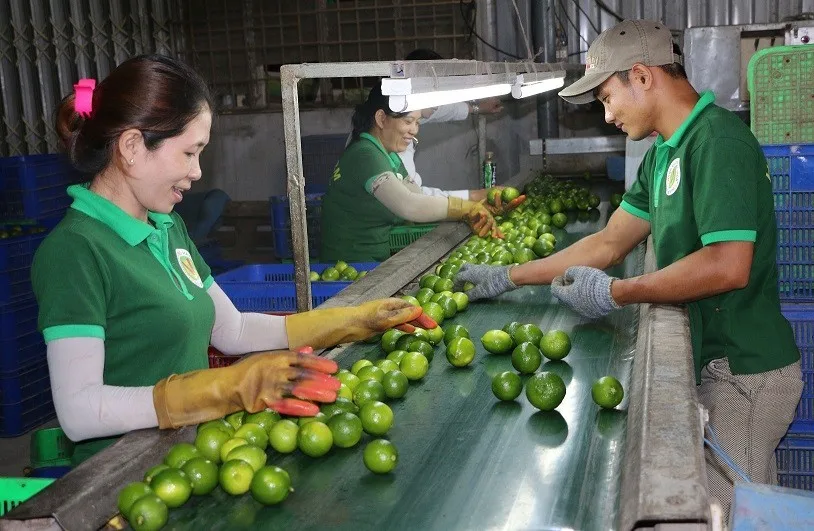 Preserving Lemon Sell In Bulk With Best Price - Ms.holiday +84-845-639 ...