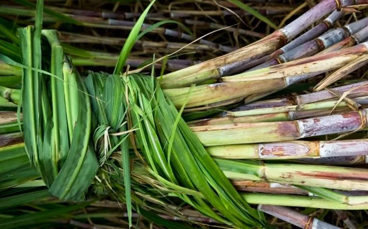 White Dried Sugarcane Bagasse/ Cheap Sugar Cane Bagasse Hot Sale - Buy ...