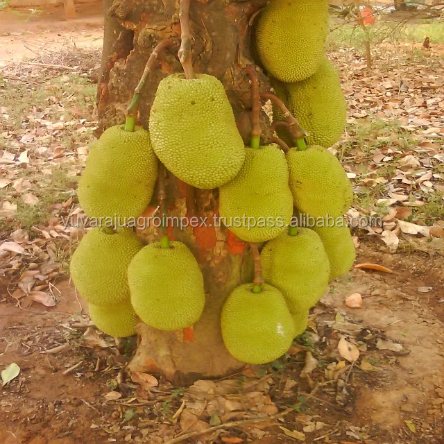 Fresh Jackfruit - Buy Jackfruits From India,Fresh Jackfruits From India ...