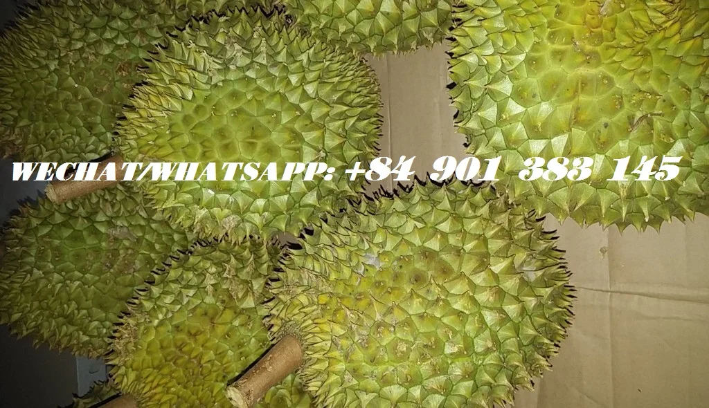 DURIAN FRUIT - Frozen Durian Paste & Pulp from Vietnam