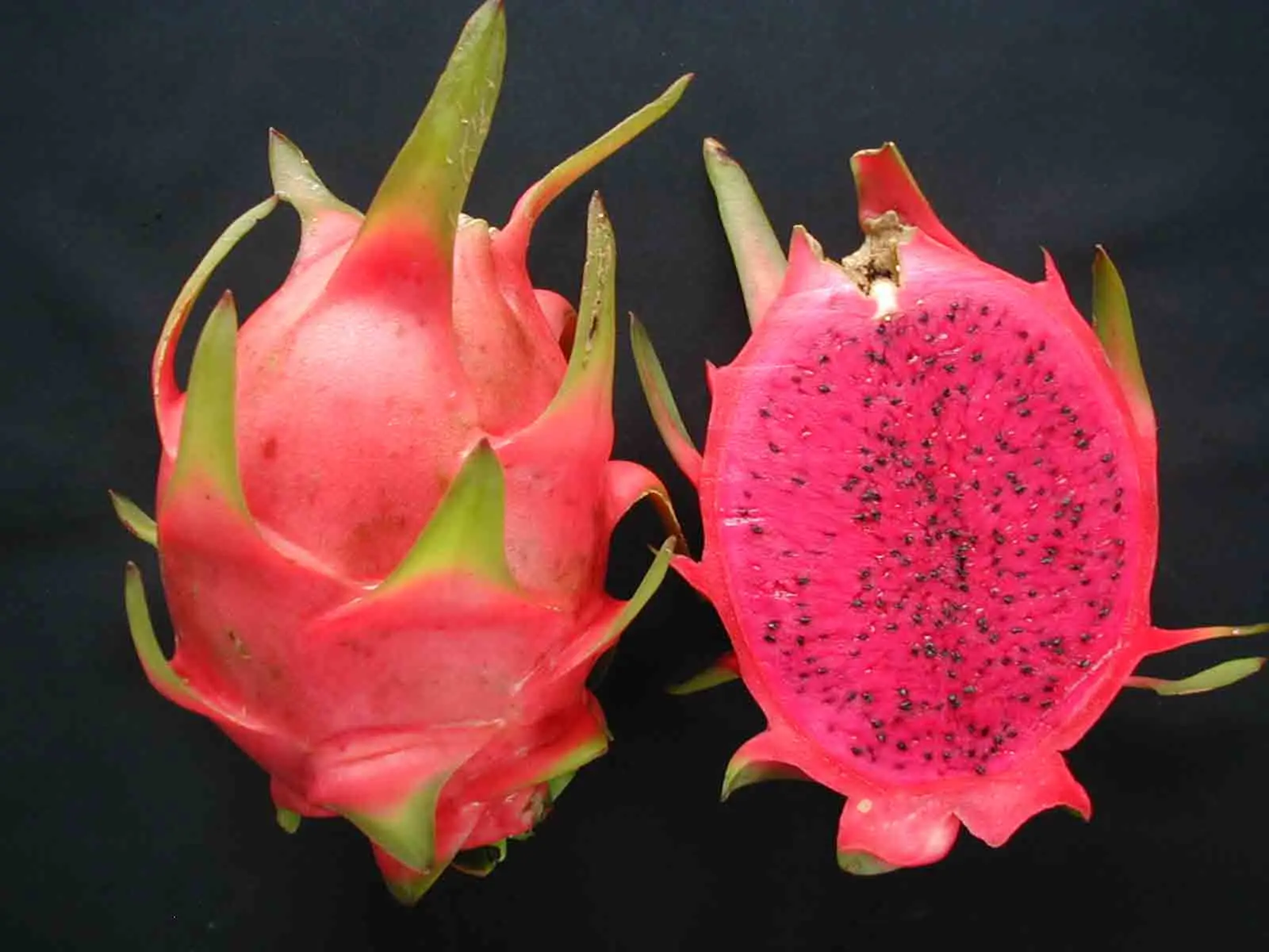 Vietnam High Quality Good Price Red Flesh Dragon Fruit - Whatsapp ...