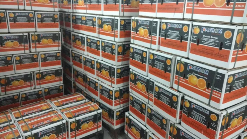 Pakistani Kinnow - Buy Mandarin,Mandarin Fruit,Pakistani Mandarin ...