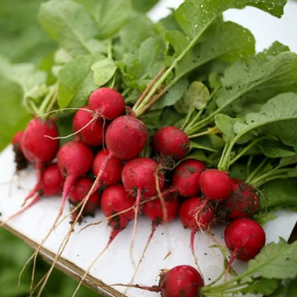 Radish Red - Fresh and Healthy Cruciferous Vegetable