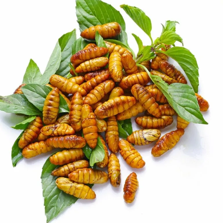 Silkworm Pupae / Silkworm Larvae / Beondegi Whatsapp +84 947 900 124 ...