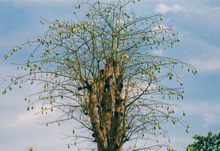 Natural Kapok From Vietnam 2021/ Whatsapp +84 845 639 639 - Buy Kapok ...