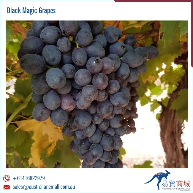 Black Magic Australian Table Grapes - Buy Fresh Black Seeded Grapes ...
