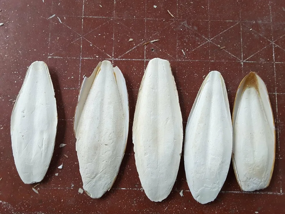 Cuttlefish Bone from Vietnam - High Quality & Calcium Rich