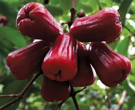 Fresh Rose Apple - Vietnamese Special Fresh Bell Fruit - Buy Apple ...