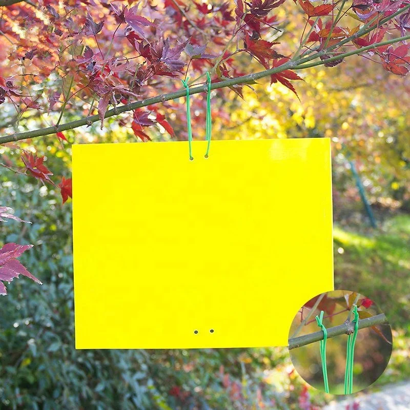 Blue PVC Sticky Cards Insect Paper Strong Attract Sticky Card Pheromone ...