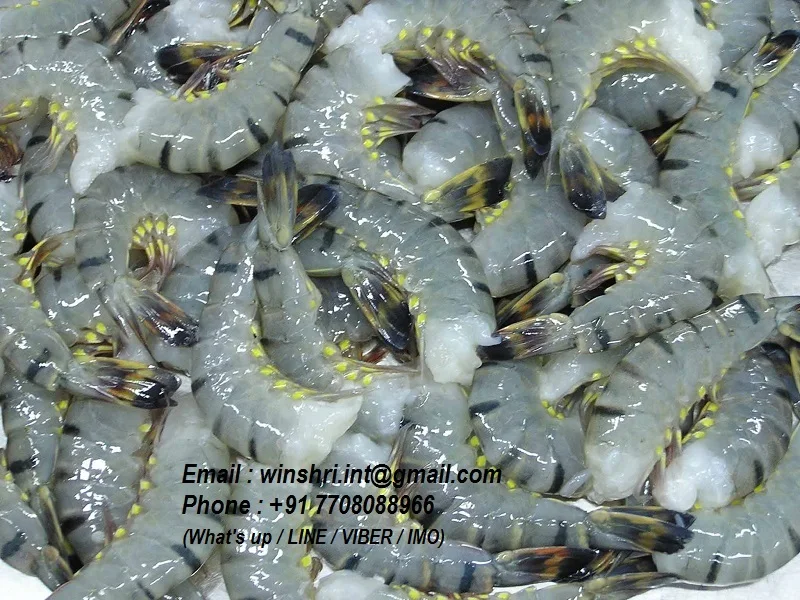 Iqf Raw Frozen Headless Shrimp From India - Buy Iqf Block Frozen ...