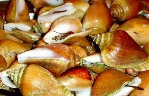 Conch Meat - Buy Conch,Frozen Conch Product on Alibaba.com