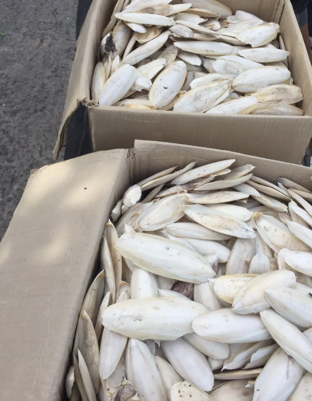 Cuttlefish Bone - Dried Squid Bone for Pet and Herb Use