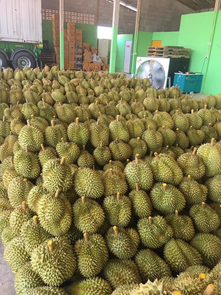 Frozen Durian - Premium Quality Vietnam Fresh Ri6/ Monthong
