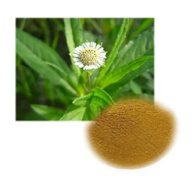 Eclipta Alba Extract - Buy Indian Eclipta Alba Extract,Best Quality ...