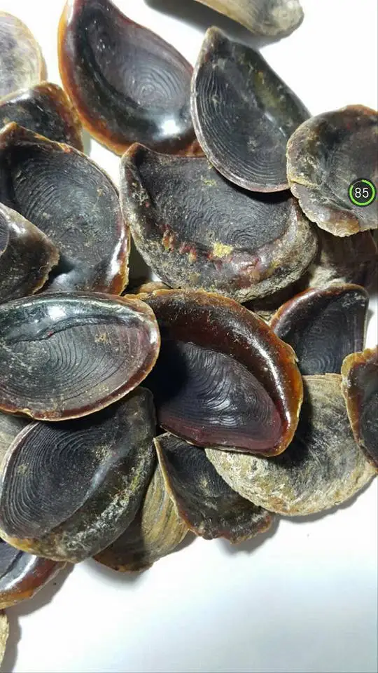 Cheap Wholesale Seashell Murex Operculum Murex Snail Dry High Quality ...