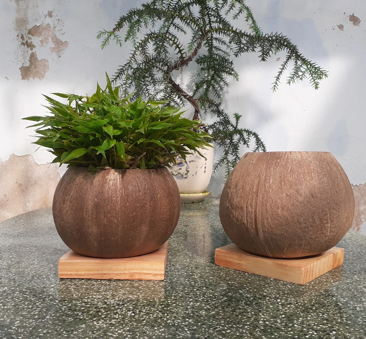 Coco Pot Coconut Fiber Planters - Biodegradable & Stylish