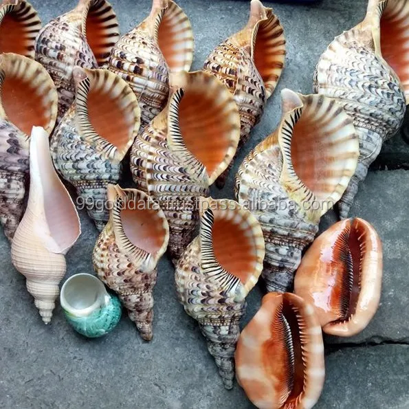 Seashells Trumpet - Unique Natural Seashell - Vietnam Shell for ...
