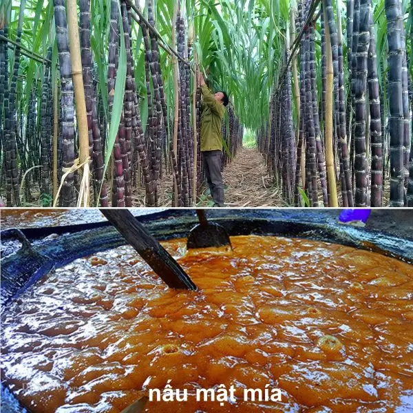 高糖甘蔗糖蜜 // WhatsApp: Ms.Pinky (+ 84) 35 9268 345| Alibaba.com