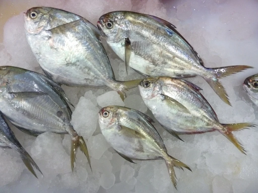 Peprilus Medius-pescado De Mantequilla Redondo,Pescado De Origen ...