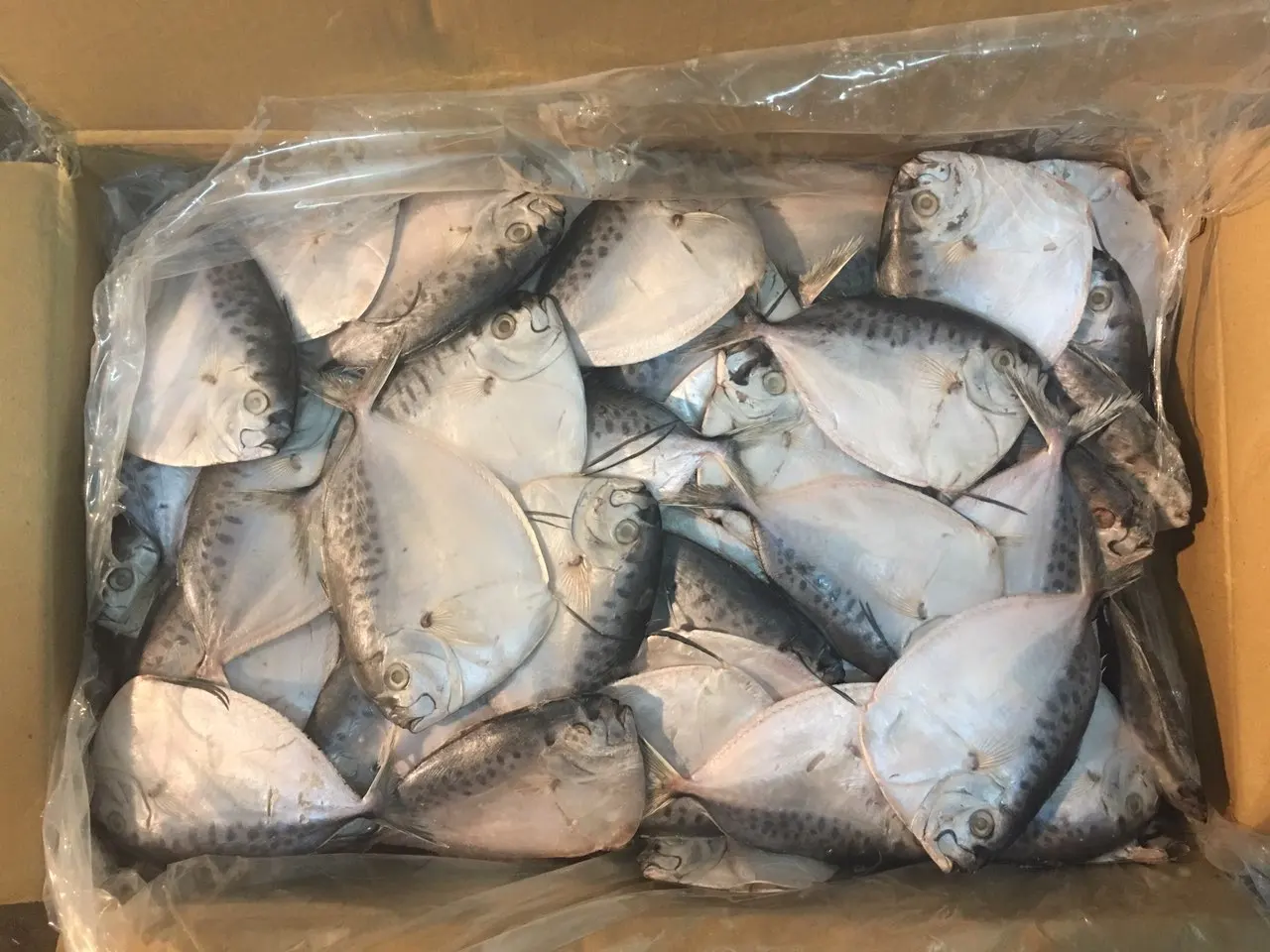 Frozen Moonfish_seafood - Buy Frozen Moonfish Redfin Ocean Pan Mene ...