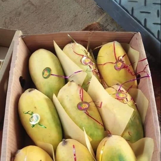 Pakistani Fresh Mangoes Sindhri Anwar Ratoollanghrawhite Chunsa Black Chunsaeat Ment Dohsehri