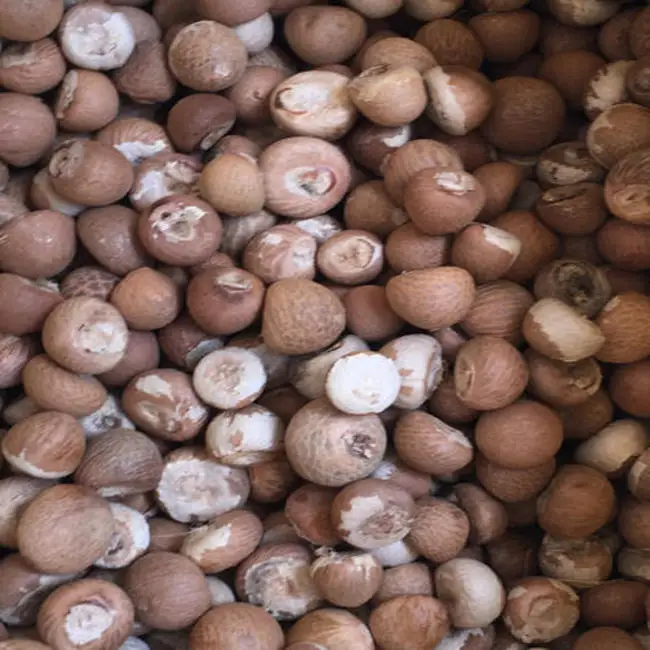 Betel Nut Or Supari From Myanmar Natural Flavour Immediate Delivery ...