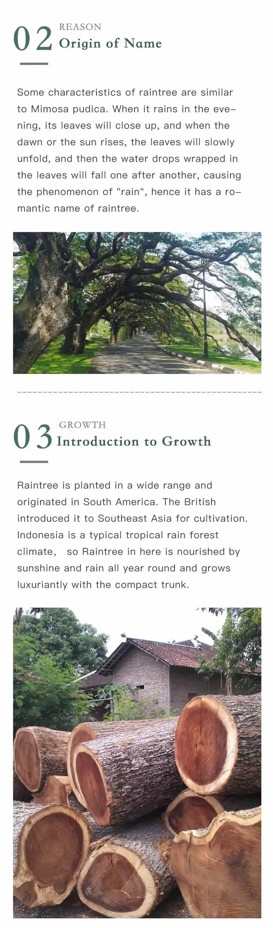 Rongyuanwood Raintree Timber - Quality for Furniture & Flooring