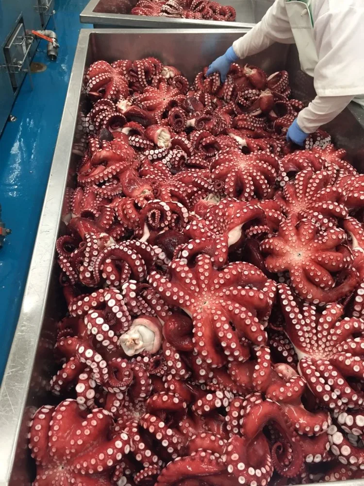 Frozen Cooked Octopus - Buy Octopus Frozen Octopus Octopus Plushie Clip ...