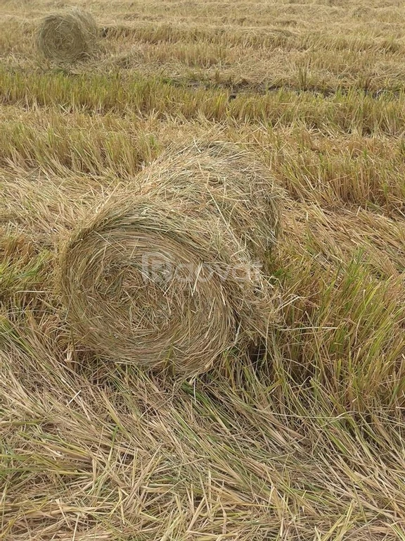 Best Price Rice Straw / Paddy Straw Roll In Vietnam For Cattle/ Animal ...