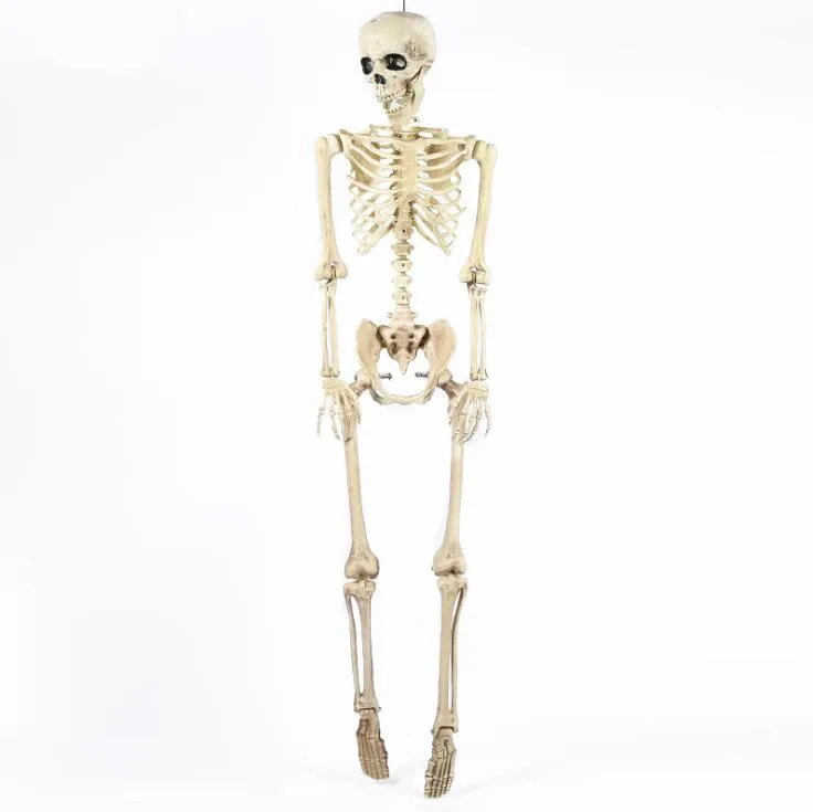Vietnam Custom Halloween Decoration - EVA Skeleton Model