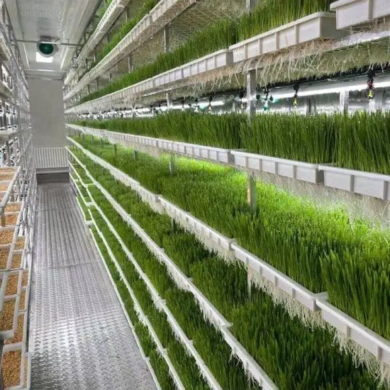 Fodder Growing Container Hydroponic Barley Micro Green New Design Smart ...