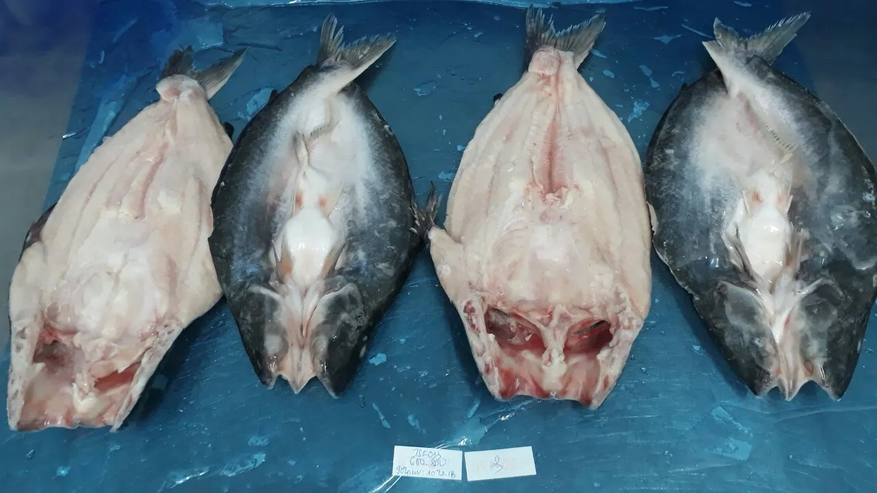 Vietnam Pangasius Butterfly Cut Basa/ Dory/ Sutchi Fish - Buy Dory ...