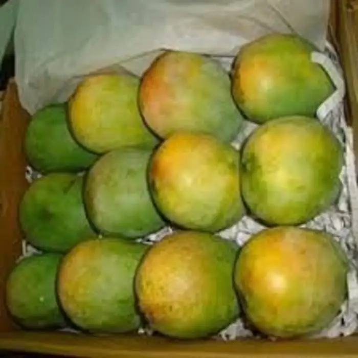 100% Fresh Alphonso Mangoes - Buy Fresh Philippine Green Mango,Seedless ...